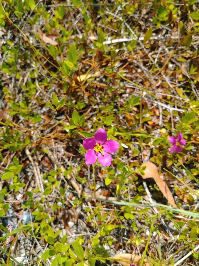 marsh pink from Big Pine Key, FL 33043, USA on June 8, 2019 at 03:11 PM ...