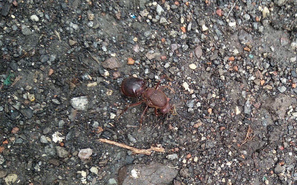 Chicatana Leafcutter Ant from Cuauhtémoc, 94300 Orizaba, Ver., México ...