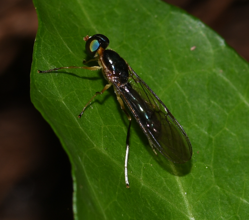 Ptecticus matsumurae · iNaturalist United Kingdom