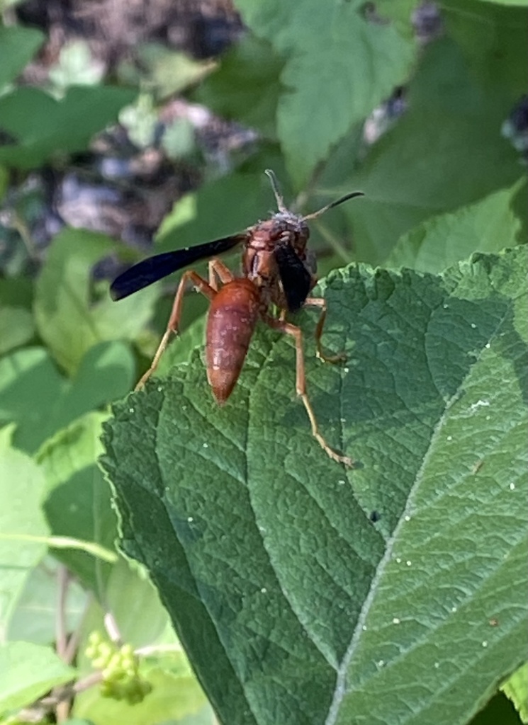 Coarse-backed Red Paper Wasp from David Fort Rd, Argyle, TX, US on July ...