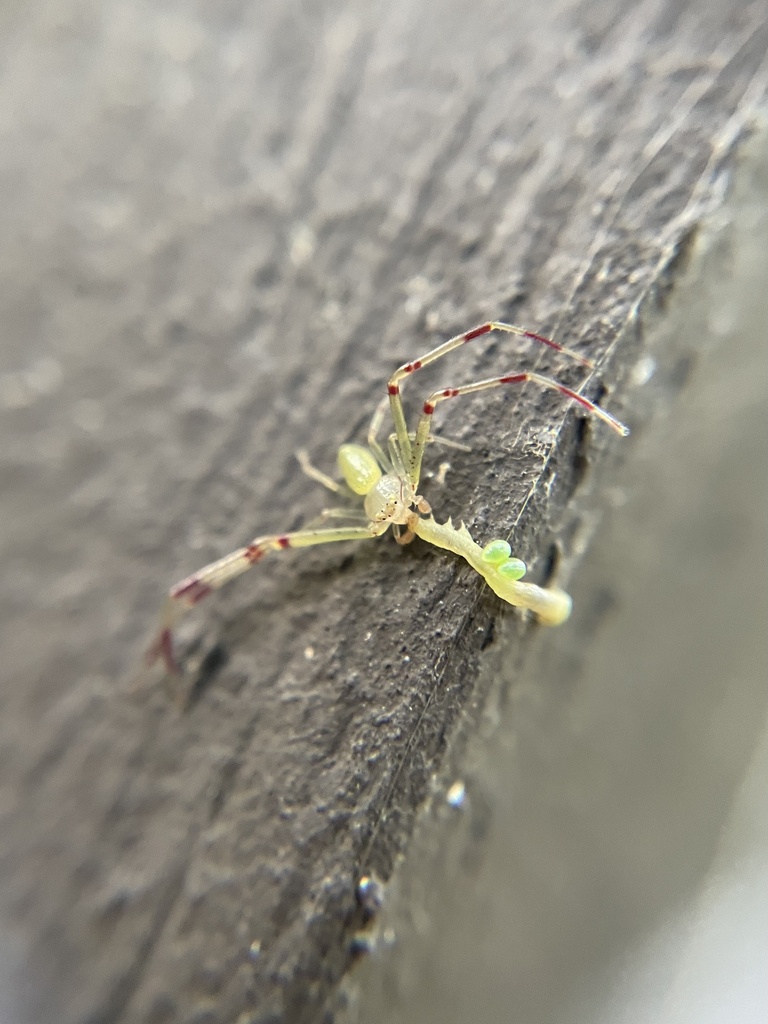 American Green Crab Spider in July 2024 by northerly. Spider ID Feeding ...