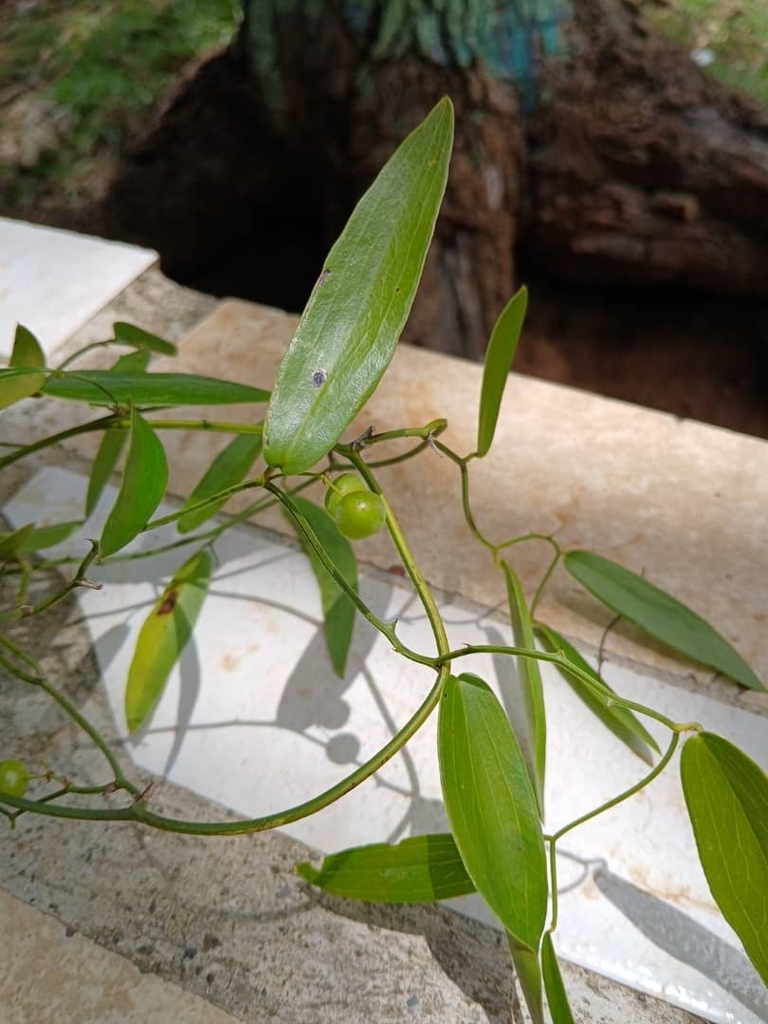Something from Acul des Pins, Nord'Est, Haiti on July 11, 2024 by ...