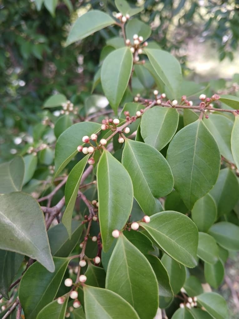 White Stopper from Nord'Est, Haiti on July 14, 2024 by ptheogene ...