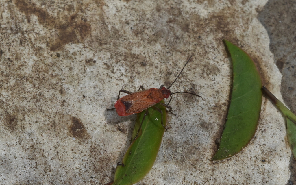 Jadera from Cuauhtémoc, 94300 Orizaba, Ver., México on June 3, 2019 at ...