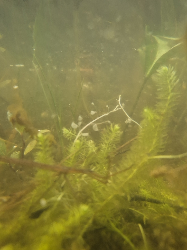 Eurasian Water Stick Insect from Paulertjerna parkering, Pauler 2 ...