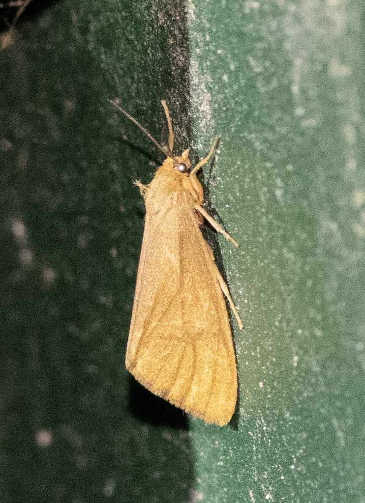 Tawny Virbia Moth from Alley Park, Queens, NY, USA on July 18, 2024 at ...