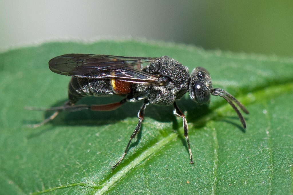 Epinysson tuberculatus in July 2024 by Ryan Whyte · iNaturalist