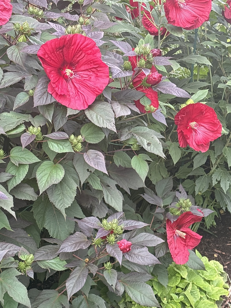 common hibiscus from Lyndon St, Livonia, MI, US on July 30, 2024 at 03: ...
