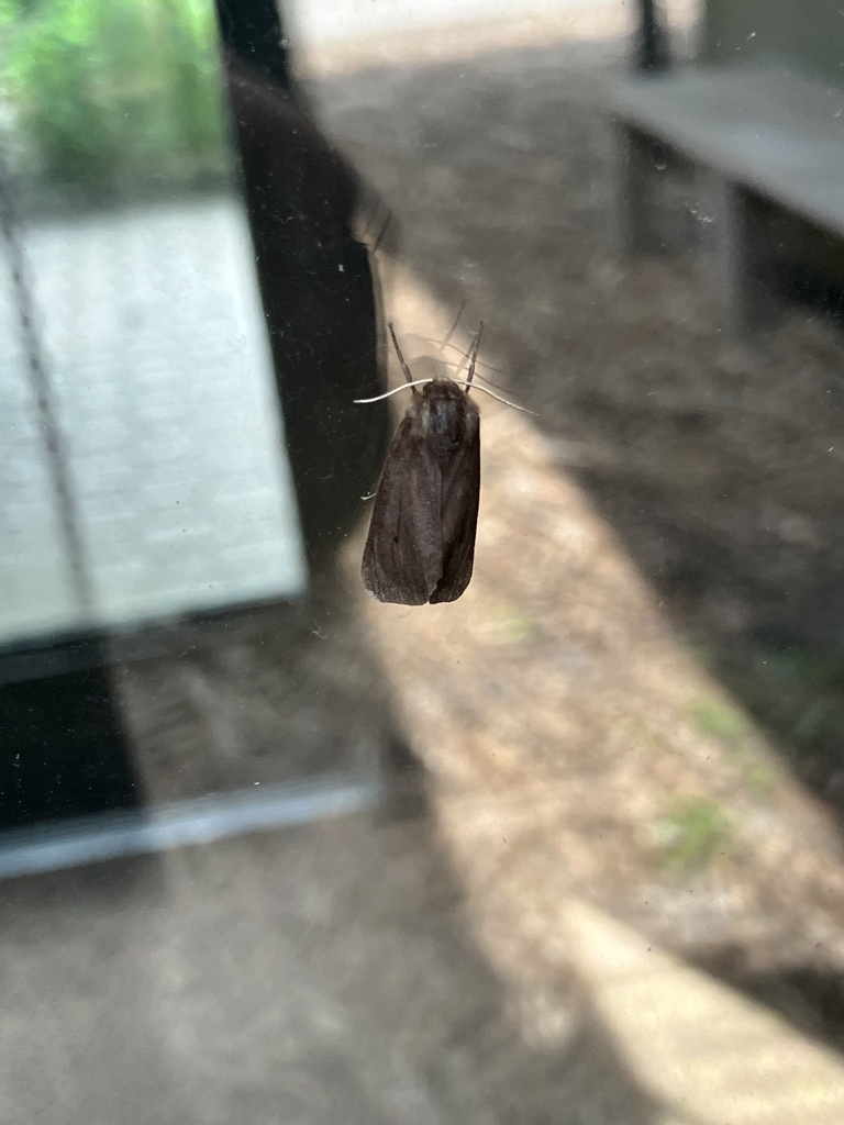 Ruby Tiger Moth from Wood Lake Nature Center, Richfield, MN, US on July ...