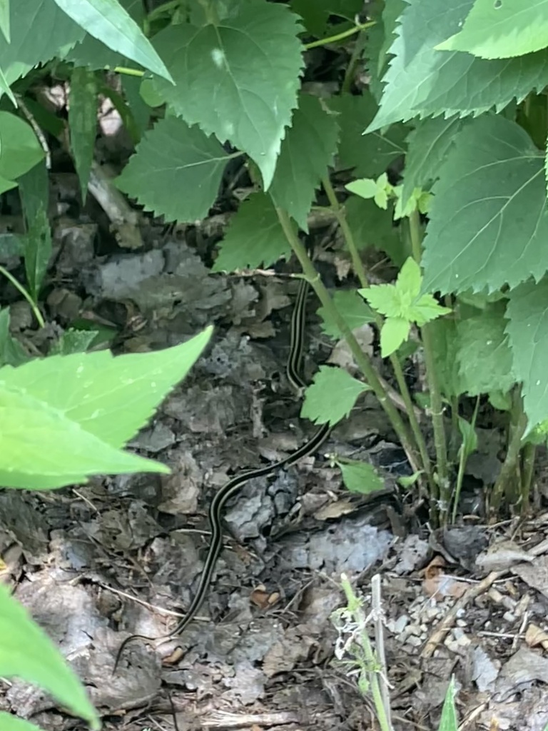 Common Garter Snake from Wood Lake Nature Center, Richfield, MN, US on ...
