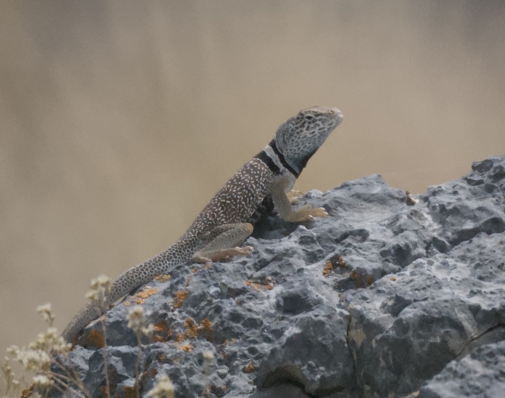 Desert Collared Lizard from Tooele County, UT, USA on July 15, 2016 at ...
