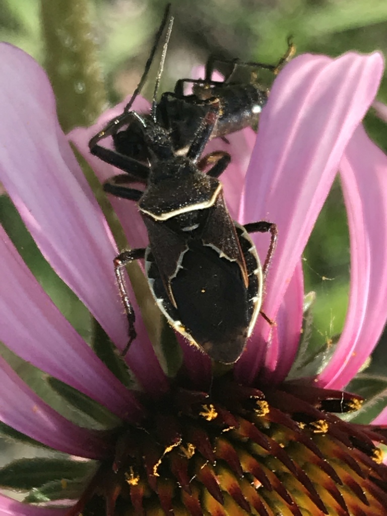 Plains Bee Assassin from 66502, Manhattan, KS, US on June 8, 2019 at 10 ...