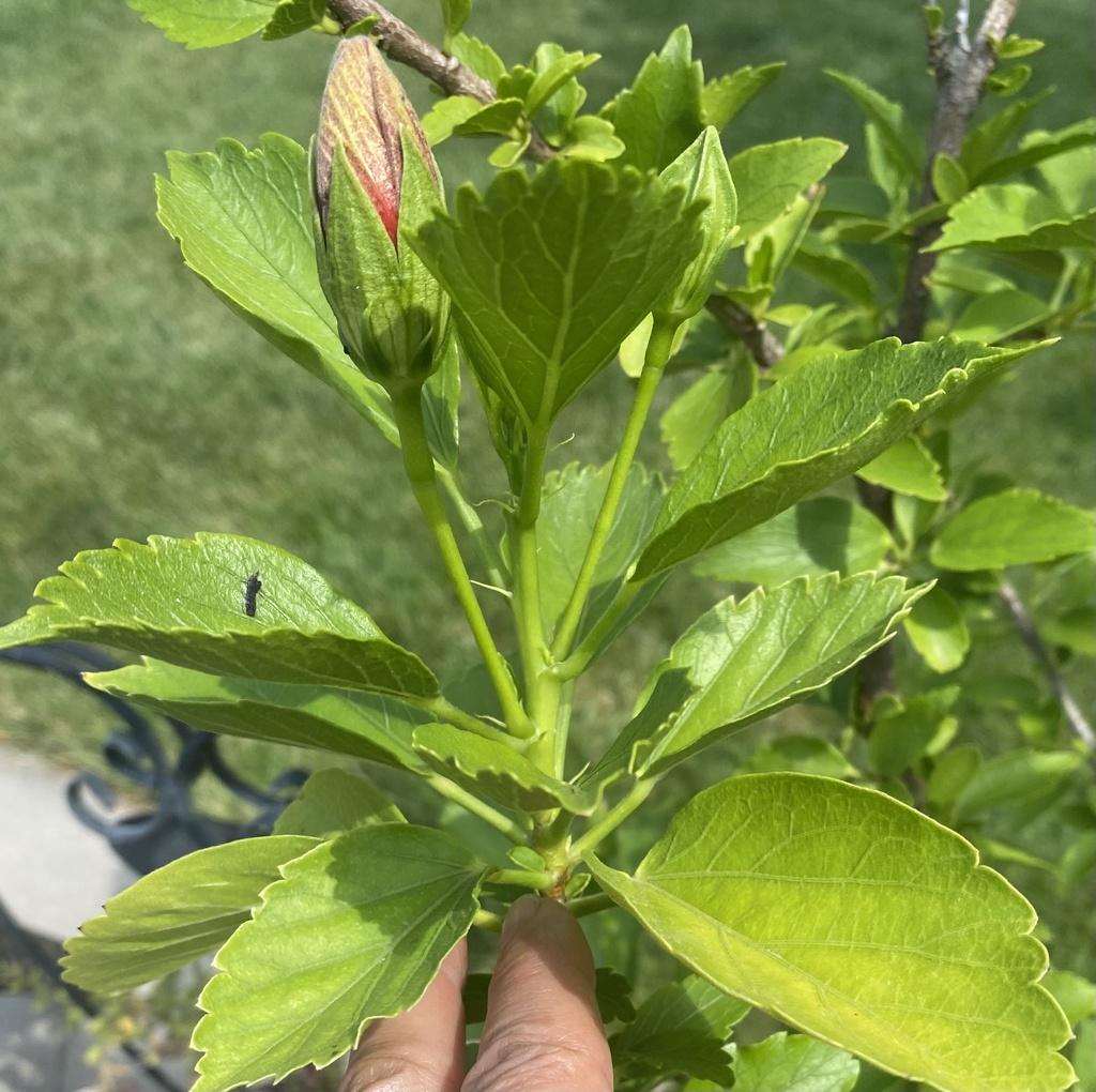 hibiscuses from Holmes Golf Course, Lincoln, NE, US on July 30, 2024 at ...