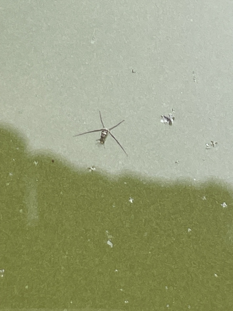 Water Striders from The Lake, New York, NY, US on July 30, 2024 at 04: ...