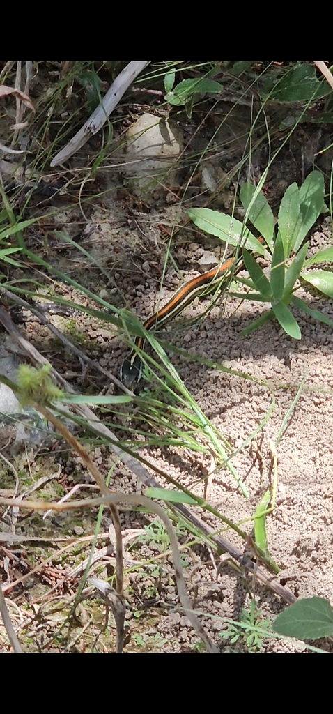 Western Ribbon Snake from Glen Rose, TX 76043, USA on July 30, 2024 at ...