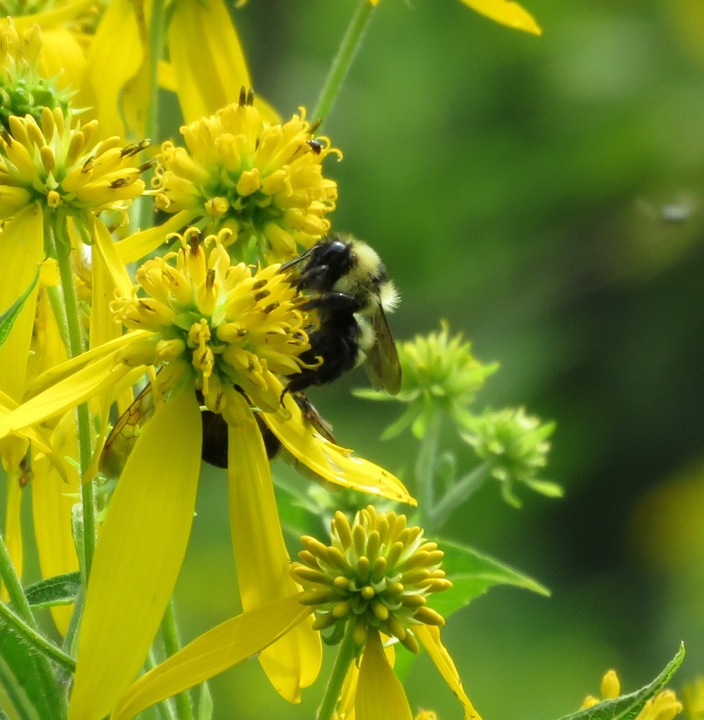 Red-belted Bumble Bee from Stephenson County, IL, USA on July 30, 2024 ...