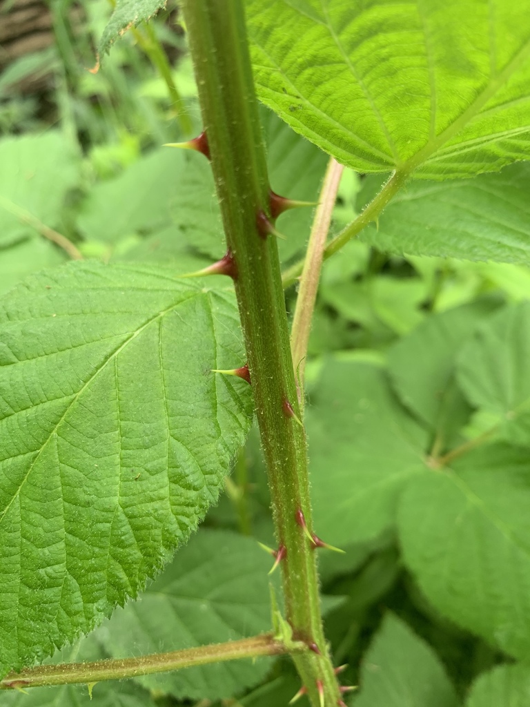 rose blackberry (Rubus rosa) - Botanical Realm