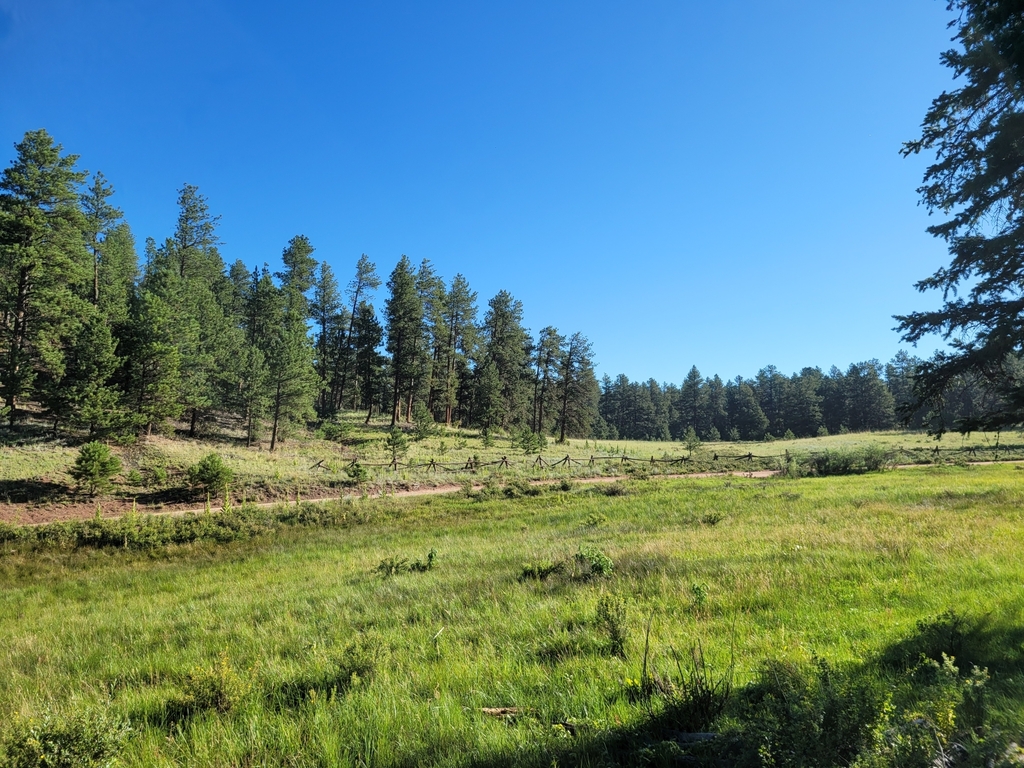 Engelmann spruce from Woodland Park, CO 80863, USA on July 30, 2024 at ...