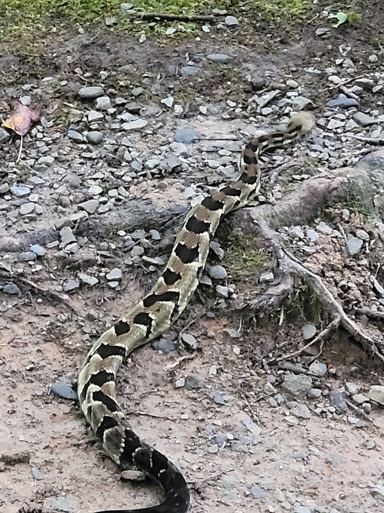 Timber Rattlesnake in July 2024 by Jacob Jenkins · iNaturalist
