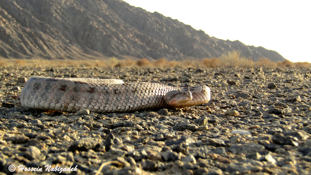 Persian Horned Viper in April 2021 by hossein_nabizadeh · iNaturalist