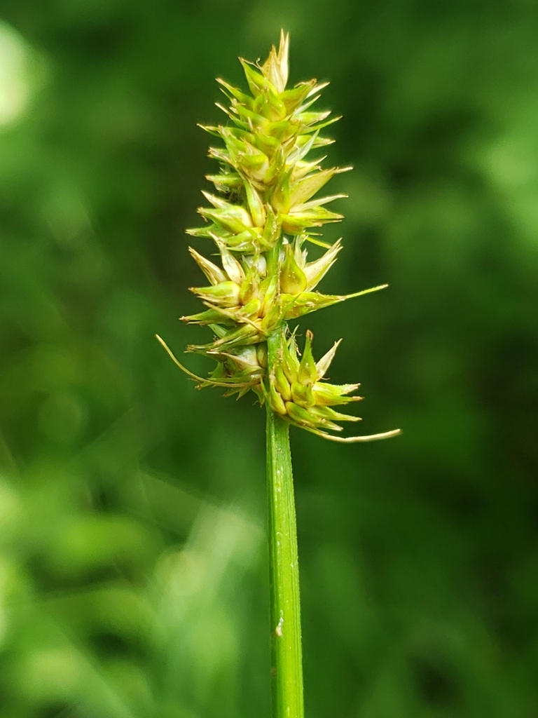 foxtail sedge from Owen Sound, ON N4K 5W4, Canada on July 23, 2024 at ...