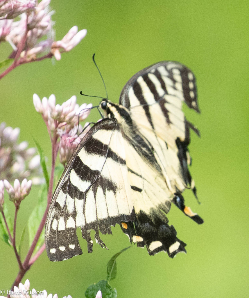 Common Swallowtails in July 2024 by Herb Wilson. This swallowtail shows ...