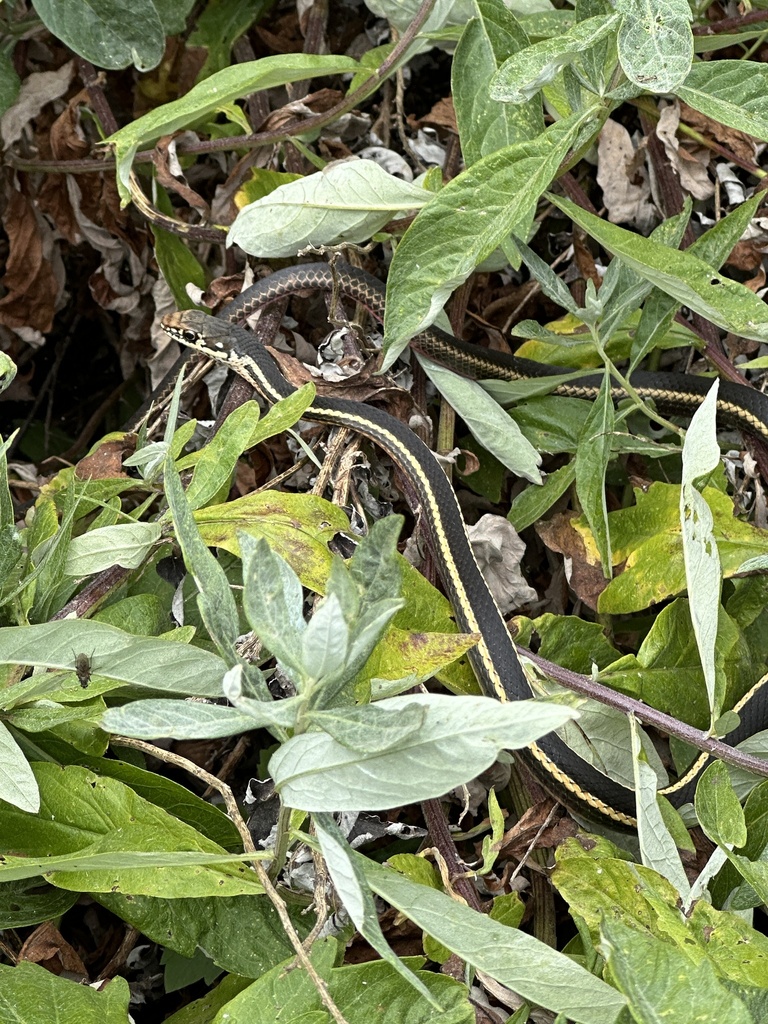 California Striped Racer from Mattie Rd, Pismo Beach, CA, US on June 12 ...