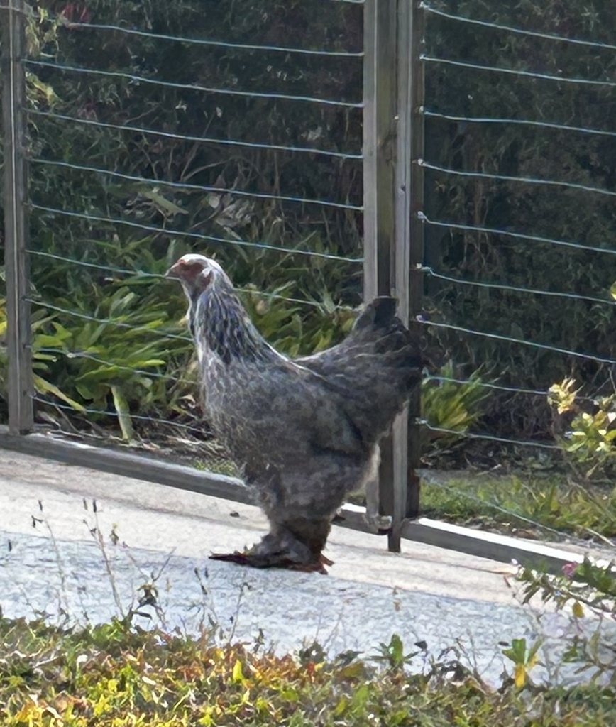 Domestic Chicken from Moreton Bay Marine Park, Russell Island, QLD, AU ...