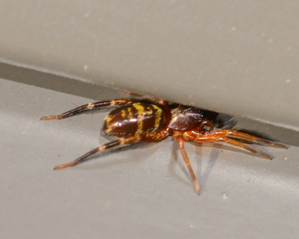 Long-palped Ant-mimic Sac Spider from Crowley, TX 76036, USA on July 29 ...
