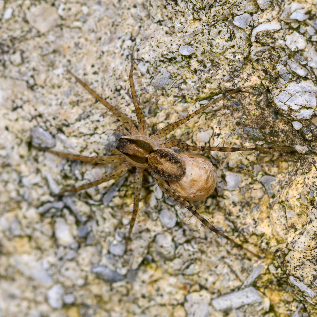 Thin-legged Wolf Spiders from Crowley, TX 76036, USA on July 29, 2024 ...
