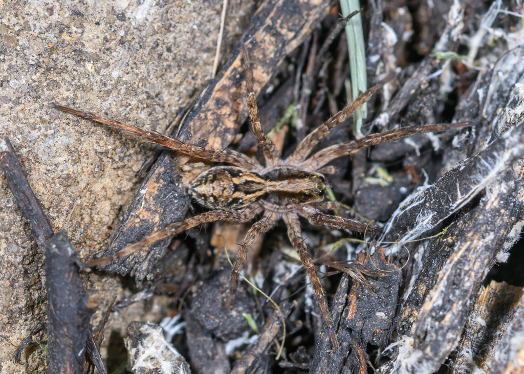 lance wolf spider from Crowley, TX 76036, USA on July 29, 2024 at 08:30 ...