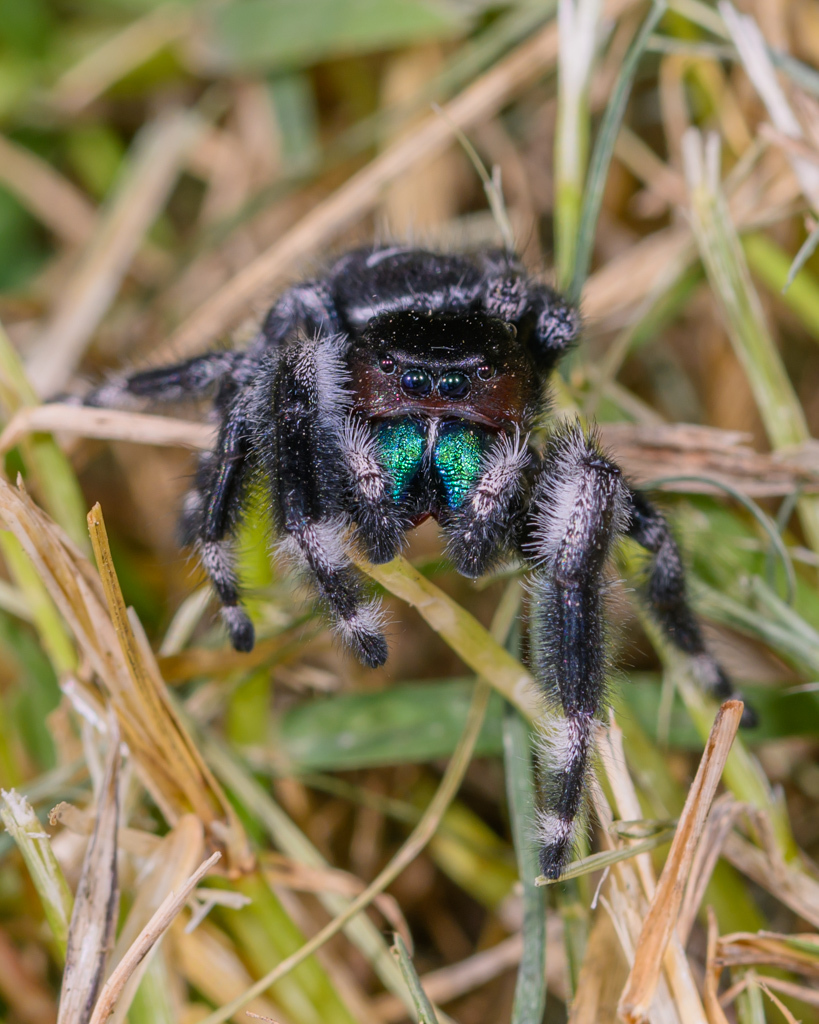 Bold Jumping Spider from Crowley, TX 76036, USA on July 29, 2024 at 09: ...