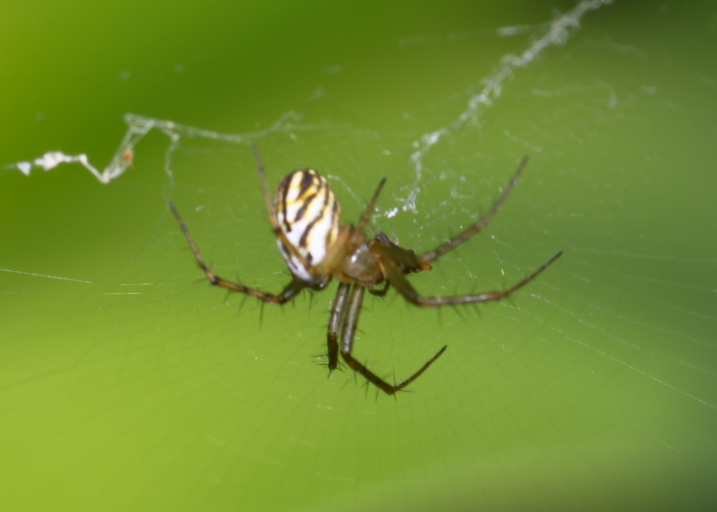 lined orbweaver from Crowley, TX 76036, USA on July 29, 2024 at 11:34 ...