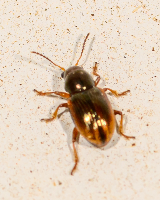 Paria from Crowley, TX 76036, USA on July 29, 2024 at 09:10 AM by ...