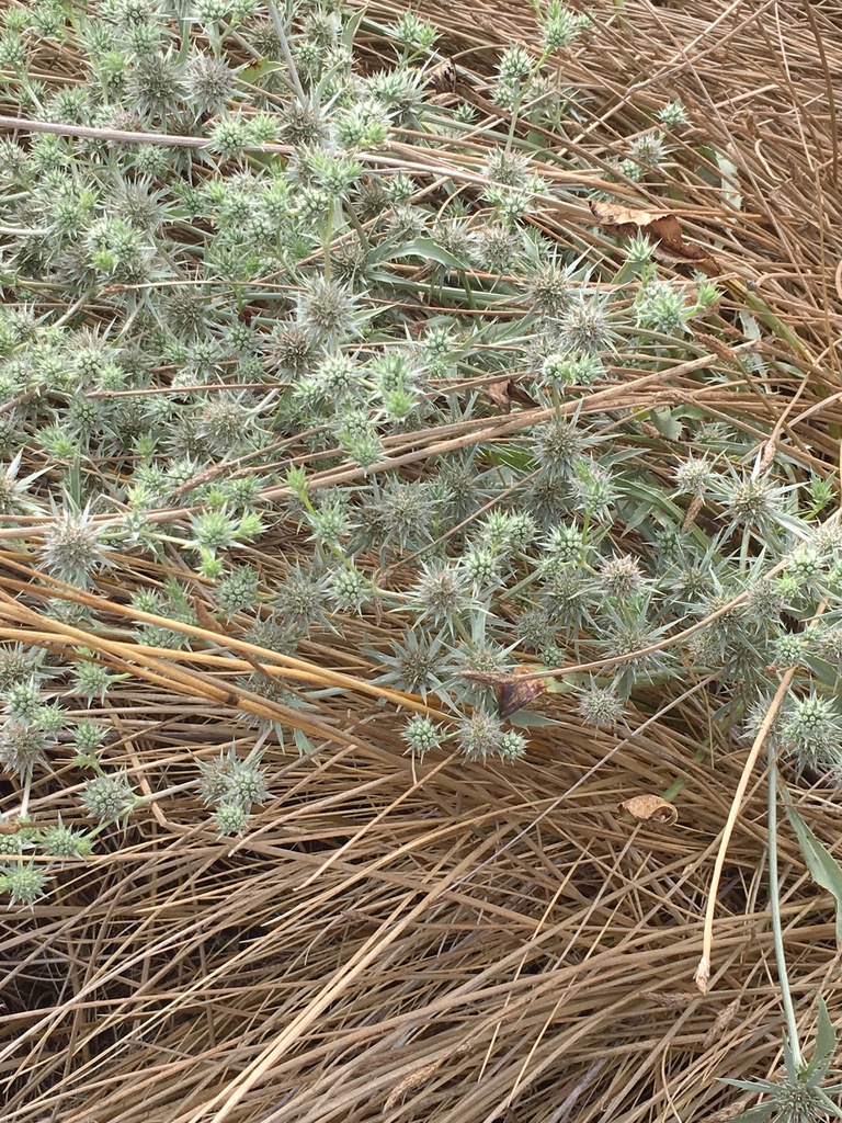 hoover's button-celery in July 2024 by David Gowen · iNaturalist