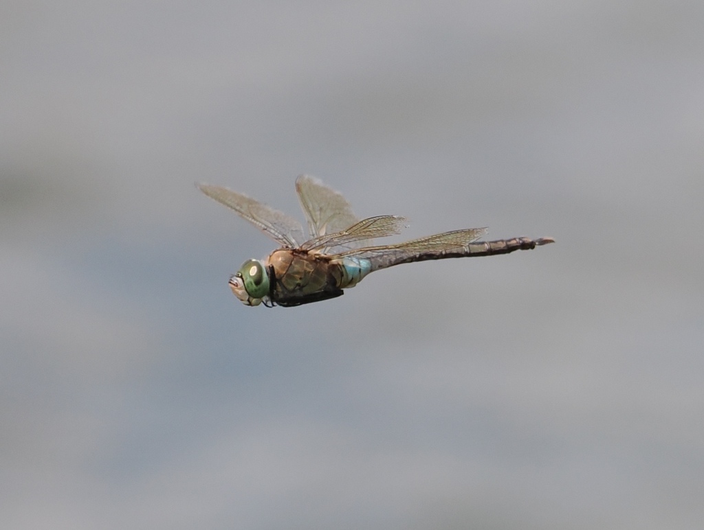 Lesser Emperor from Södra Sandby, Sweden on July 23, 2024 at 07:48 AM ...