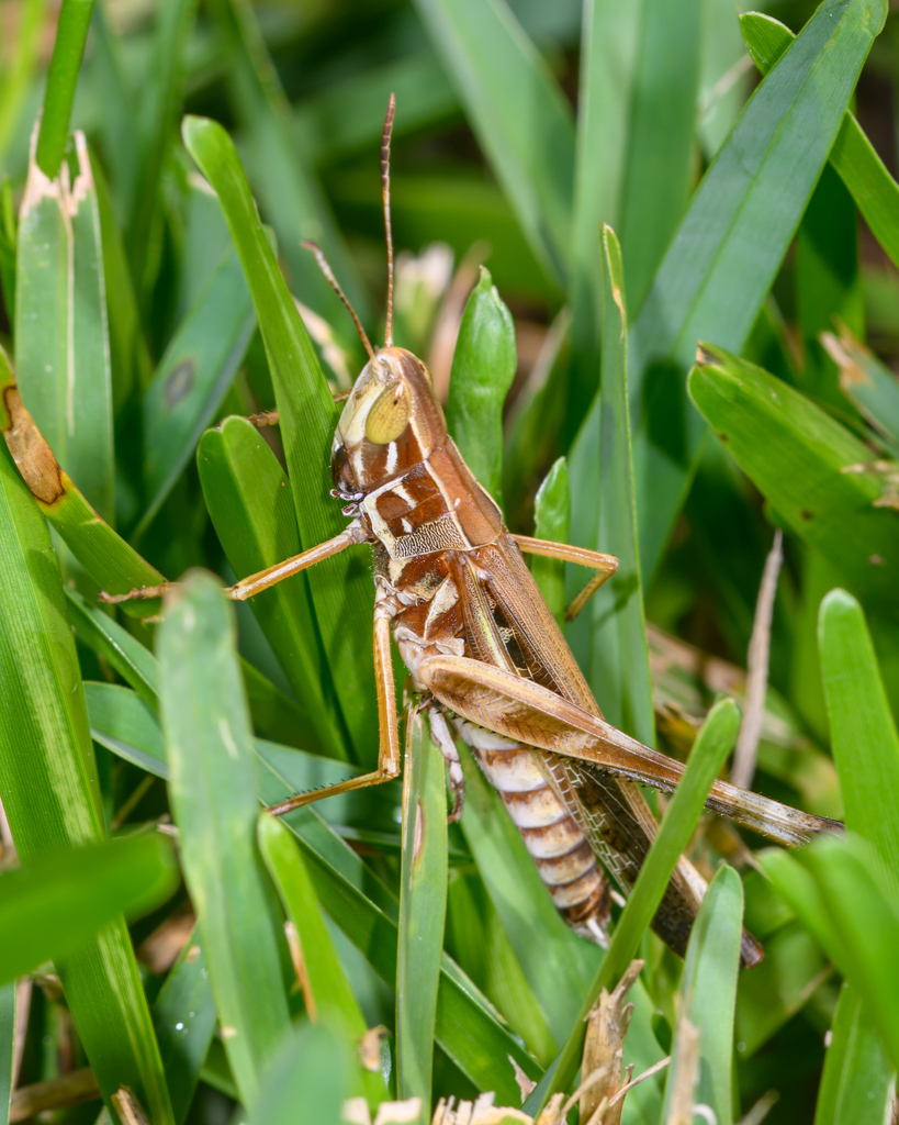 Admirable Grasshopper from Crowley, TX 76036, USA on July 29, 2024 at ...