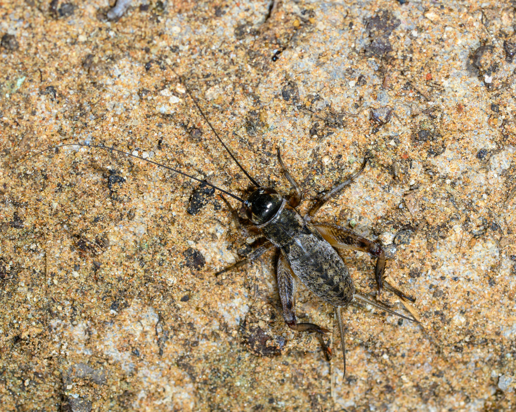 Gryllus from Crowley, TX 76036, USA on July 29, 2024 at 09:08 AM by ...