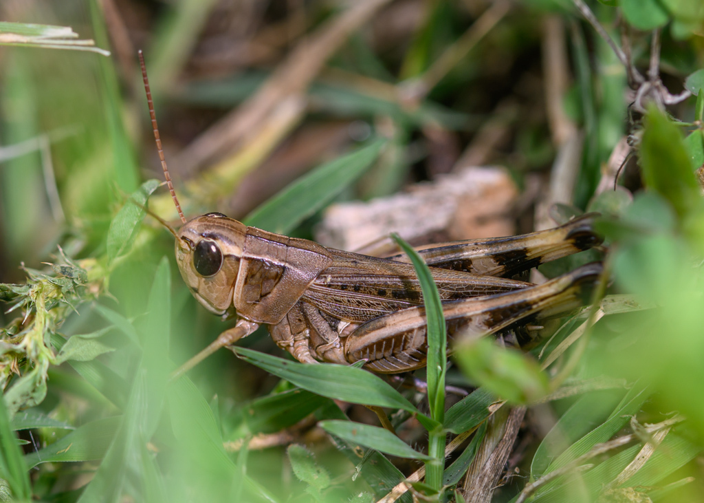 Prairie Boopie from Crowley, TX 76036, USA on July 29, 2024 at 10:36 AM ...