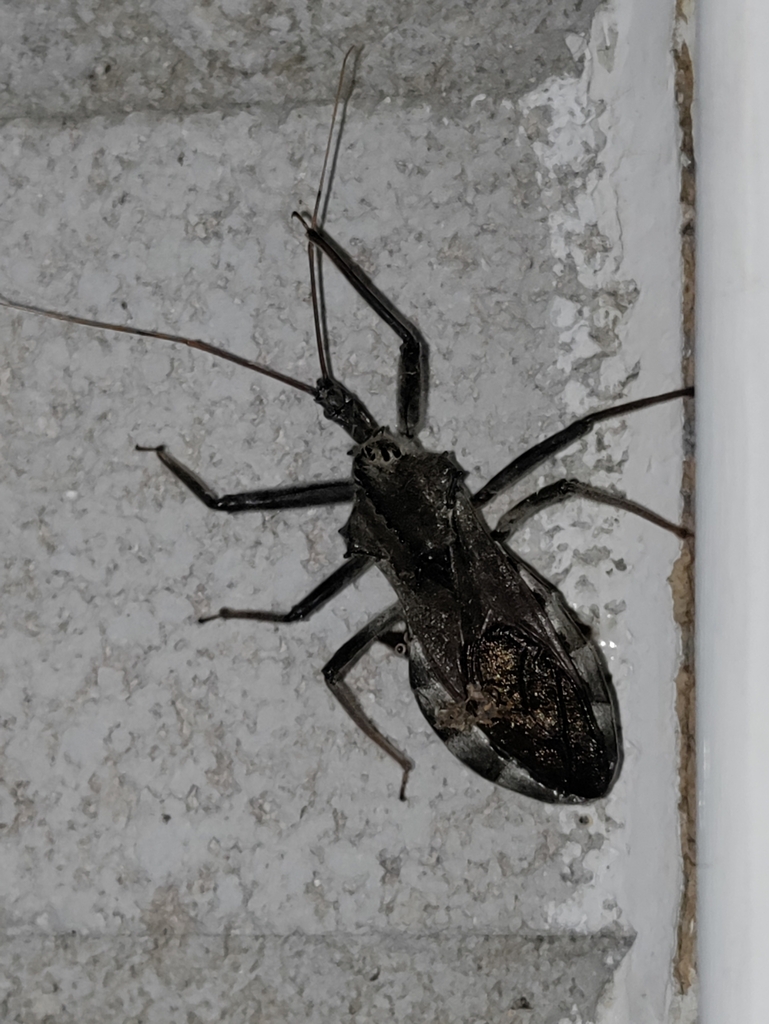 North American Wheel Bug from Benbrook, TX, USA on November 8, 2023 at ...