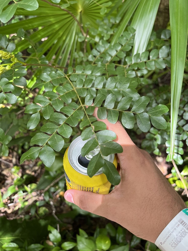 Cenostigma gaumeri from Puerto Morelos, Q. Roo., MX on July 30, 2024 at ...