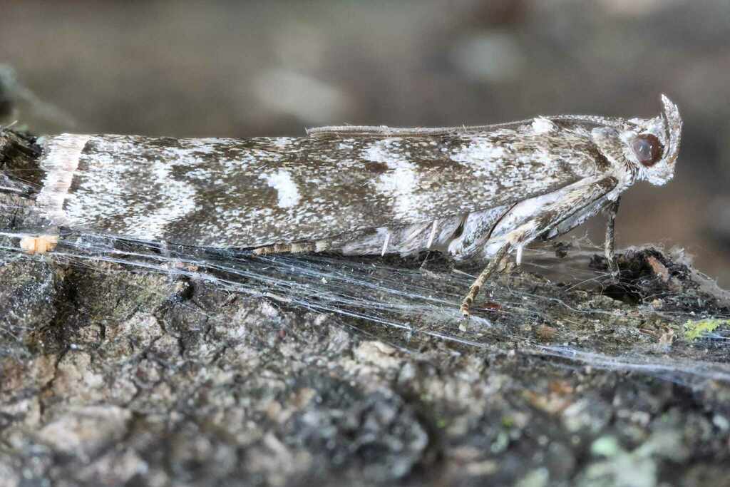 Spruce Coneworm Moth from Jésuites, Québec, QC, Canada on July 30, 2024 ...