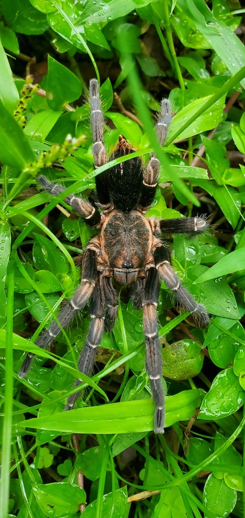 Costa Rican Striped-knee Tarantula from Universidad Zamorano on July 30 ...