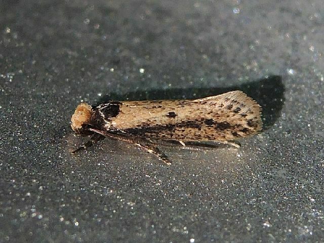 Dark-collared Tinea Moth from Oakland Lake Wildflower Meadow, Bayside ...