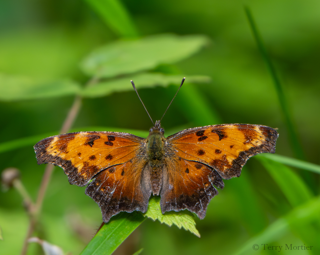 Gray Comma from Florence County, WI, USA on July 27, 2024 at 12:28 PM ...