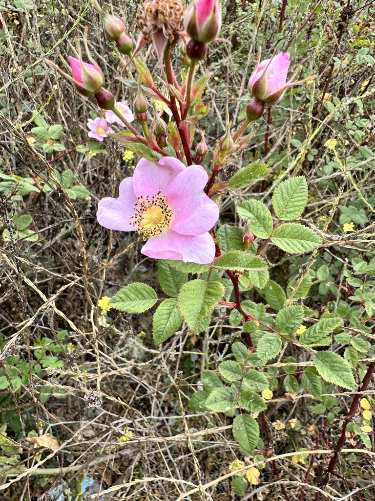 California Wild Rose from Pismo State Beach, Pismo Beach, CA, US on ...