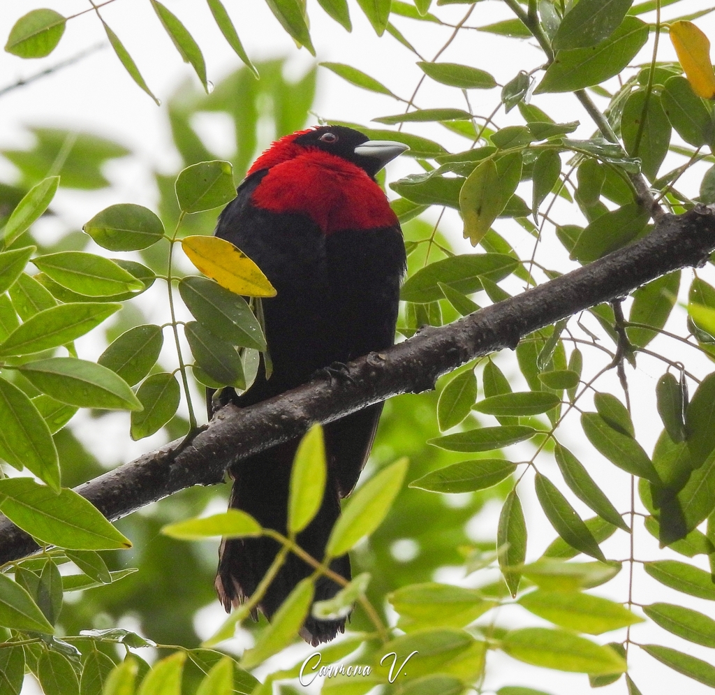 Tangara Rojinegra desde San Juan Bautista Valle Nacional el 30 de julio ...