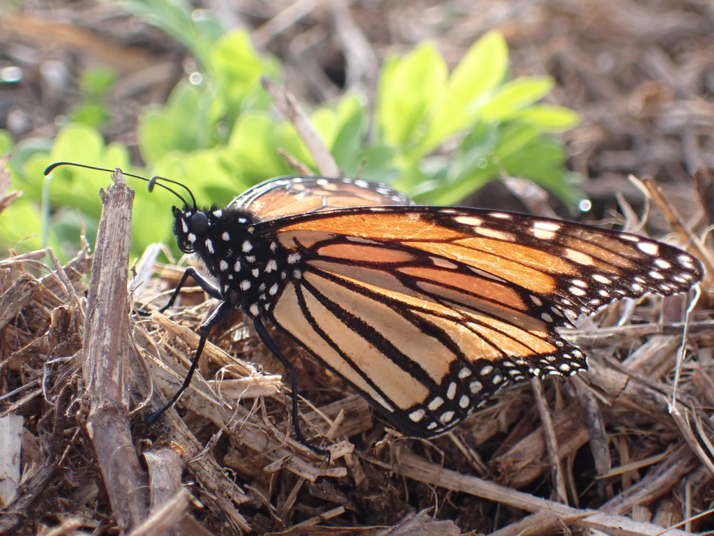 Monarch in July 2024 by distinguished_orca · iNaturalist