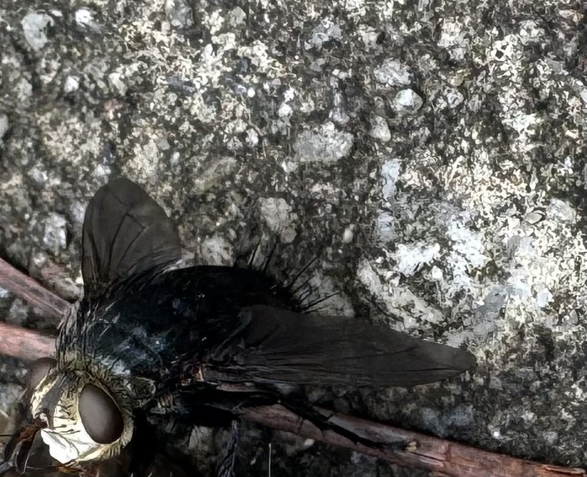 Juriniopsis adusta from Klondike Rd, Stonecrest, GA, US on July 30, 2024 at 10:11 AM by ...