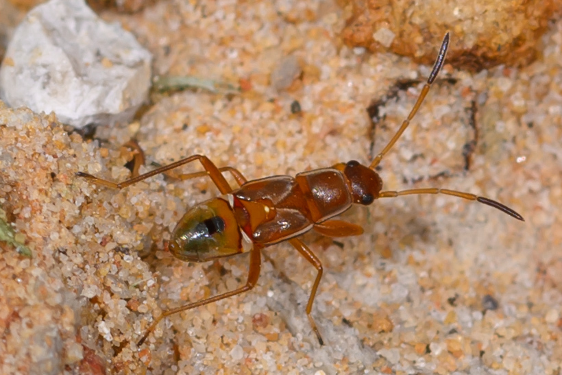 Martian Seed Bug from Crowley, TX 76036, USA on July 29, 2024 at 09:14 ...